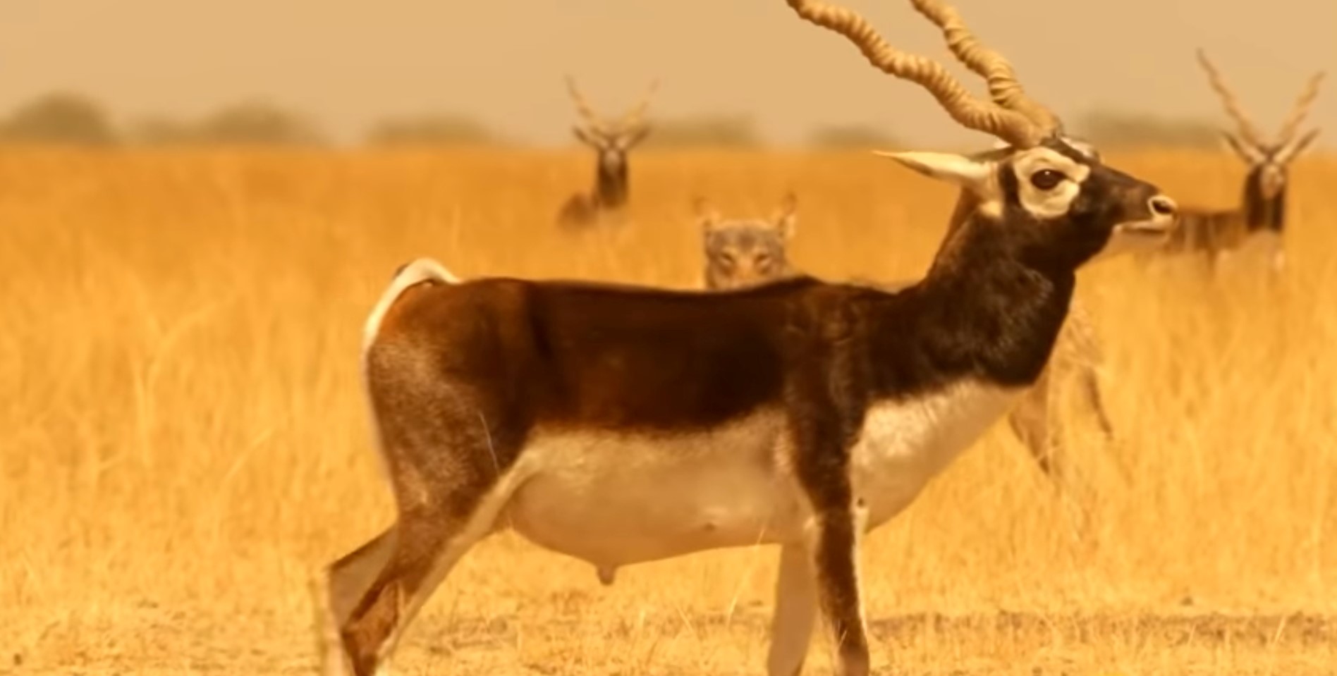 Blackbuck Antelope: The Story of the Beauty and Struggle
