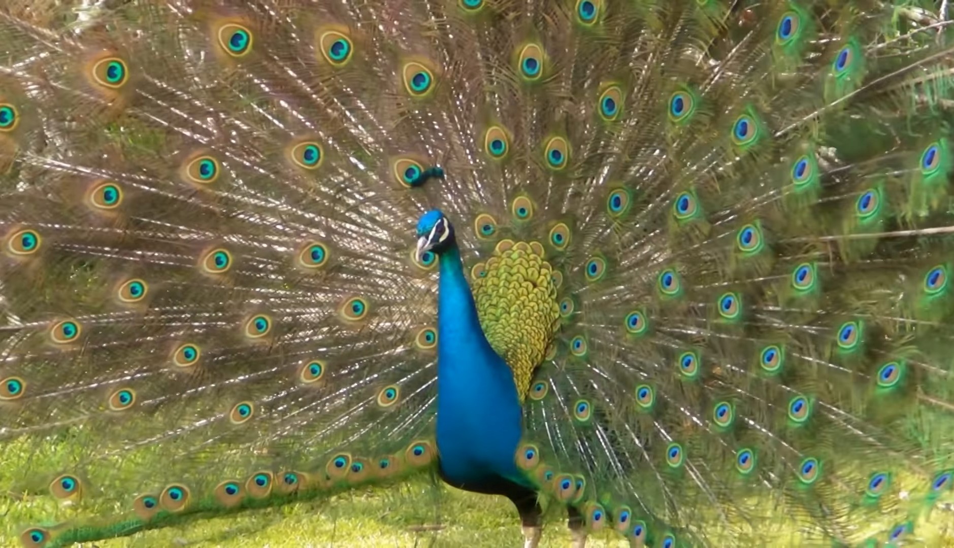 The Majestic Beauty Of Peacocks A Closer Look At Their Spectacular