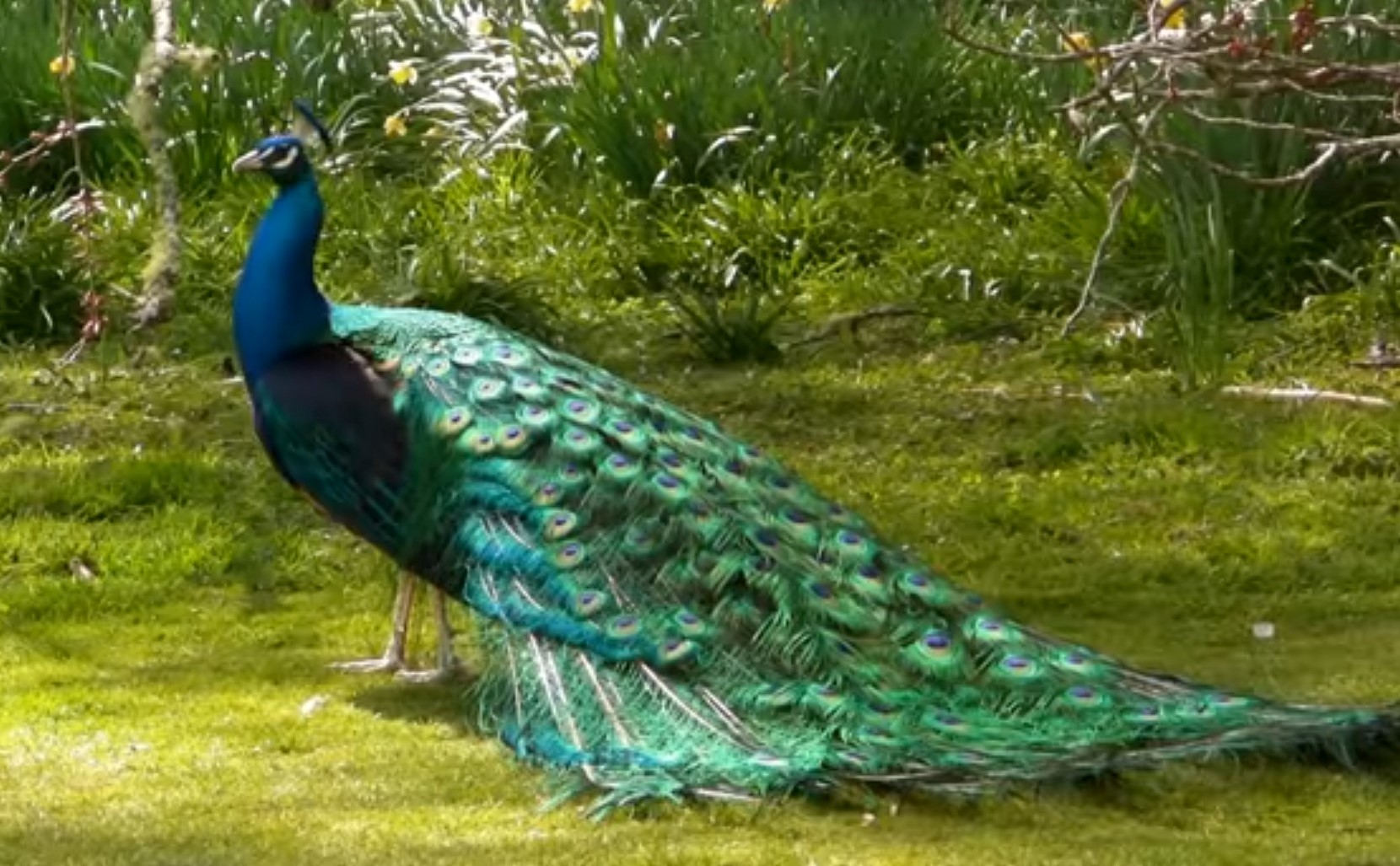 The Majestic Beauty of Peacocks: A Closer Look at Their Spectacular ...