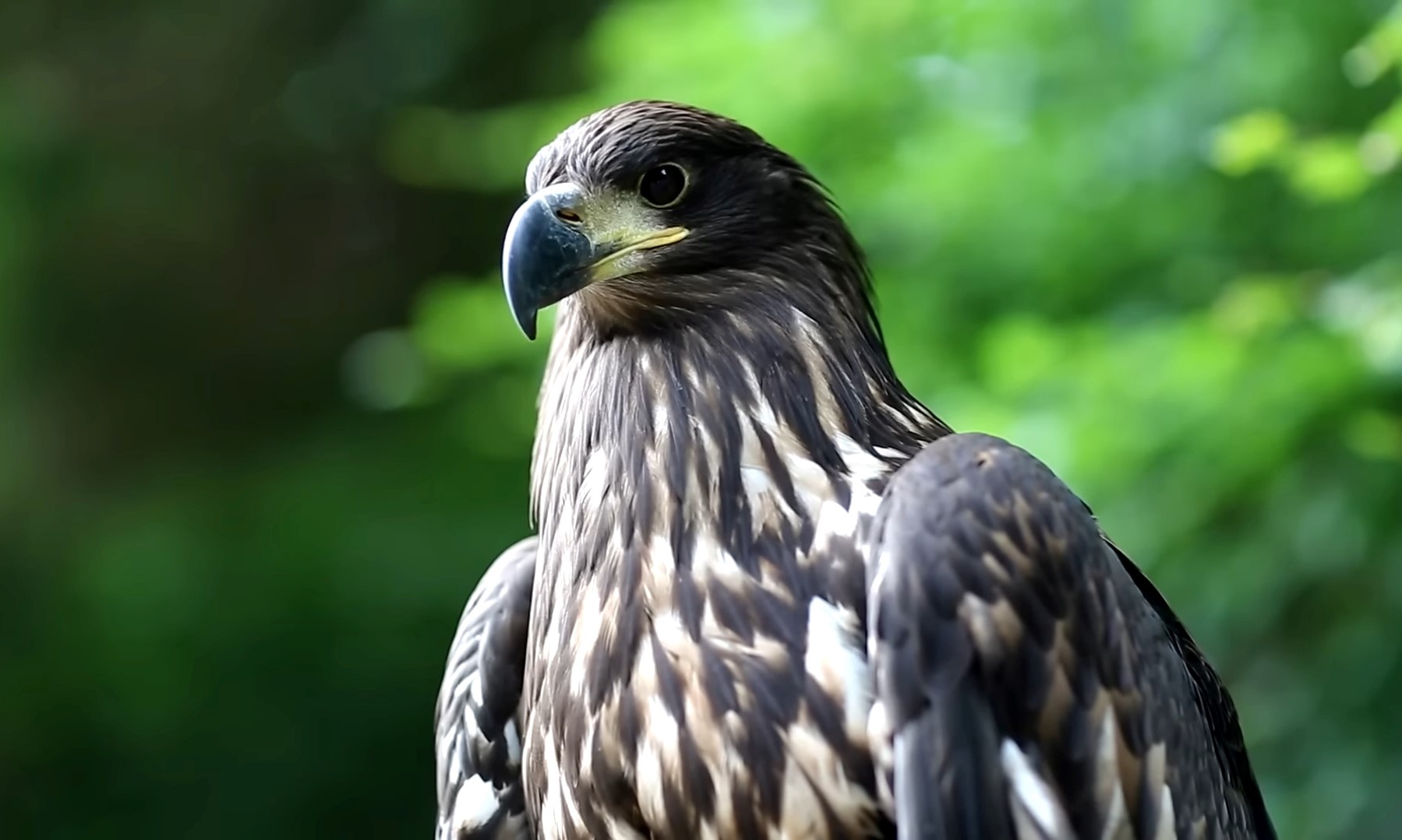 Kiwi Bird: A National Treasure of New Zealand