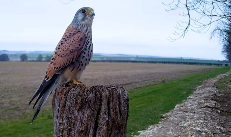 The Fascinating World of Kestrels: Masters of Hovering Flight and ...