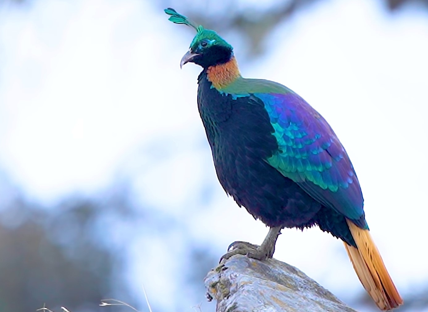 The Himalayan Monal: A Beautiful Icon of the Himalayan Region