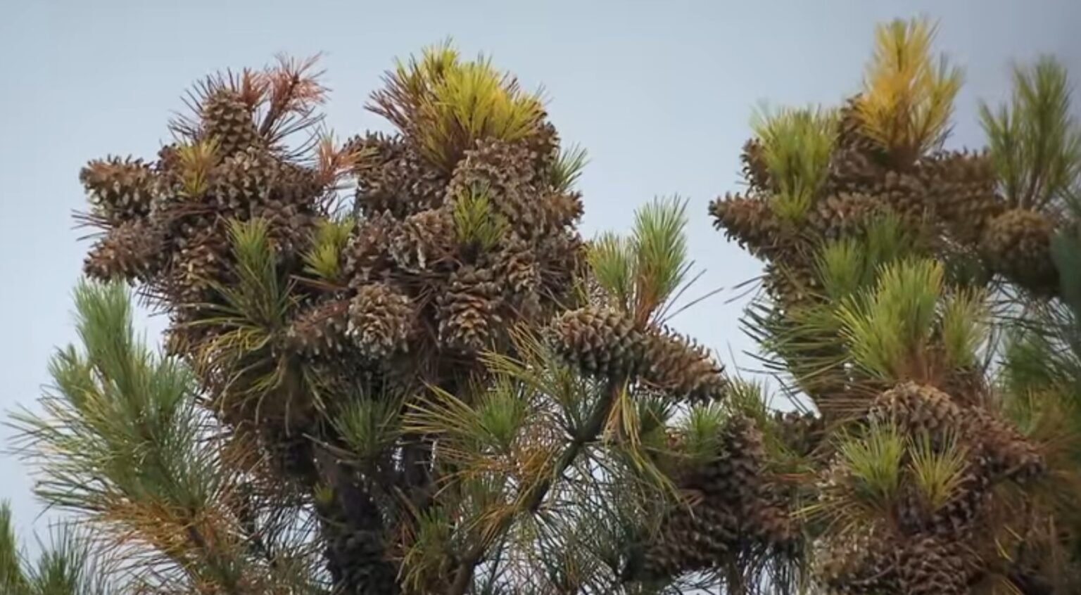 Chilgoza Pine Forests of Pakistan: Nurturing Biodiversity, Culture, and ...