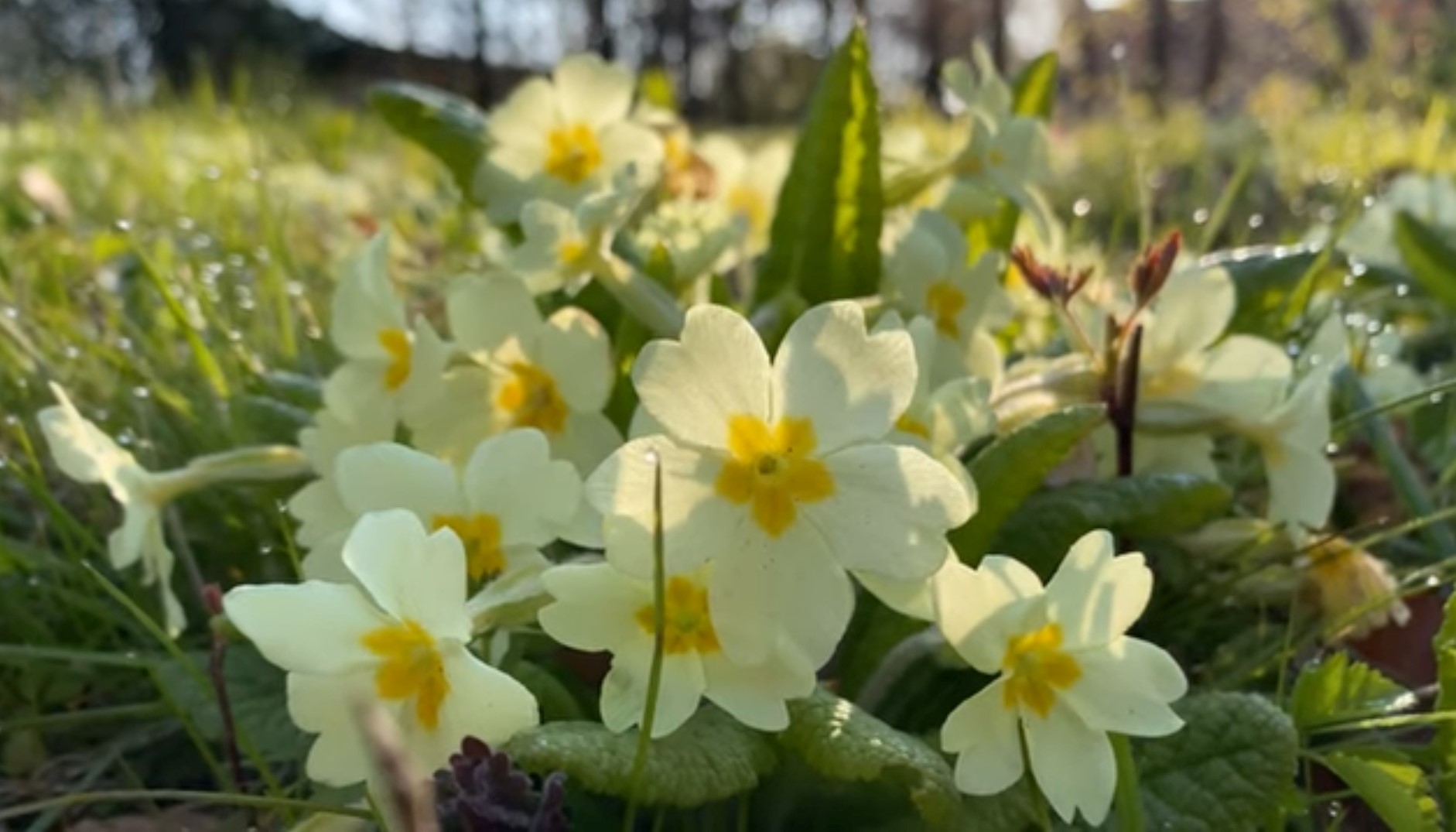The Beauty of Primrose Flowers: A Delicate and Cheerful Addition to Any ...