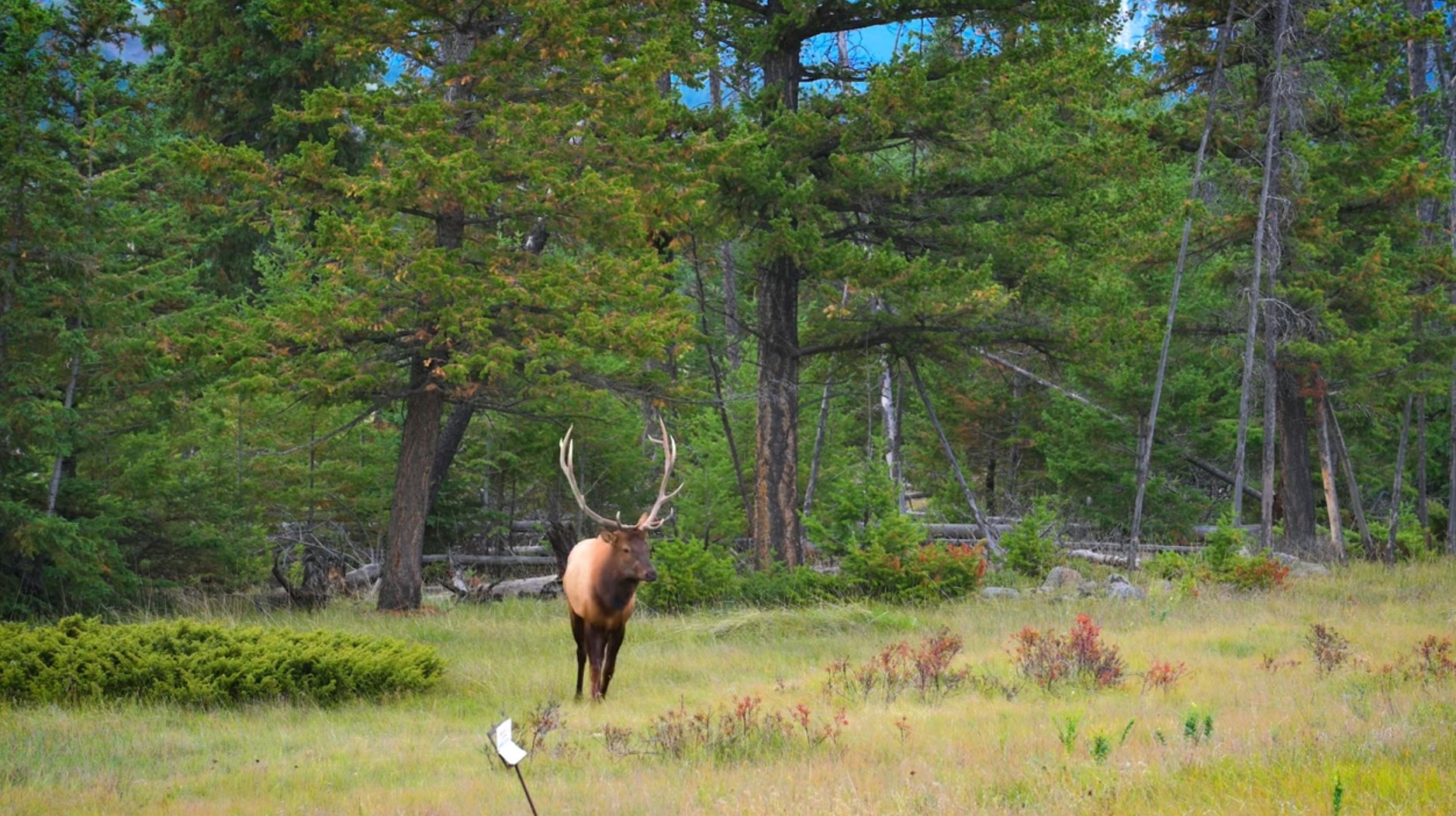 The Delights of Elk Meat: A Nutritious and Flavorful Game Option