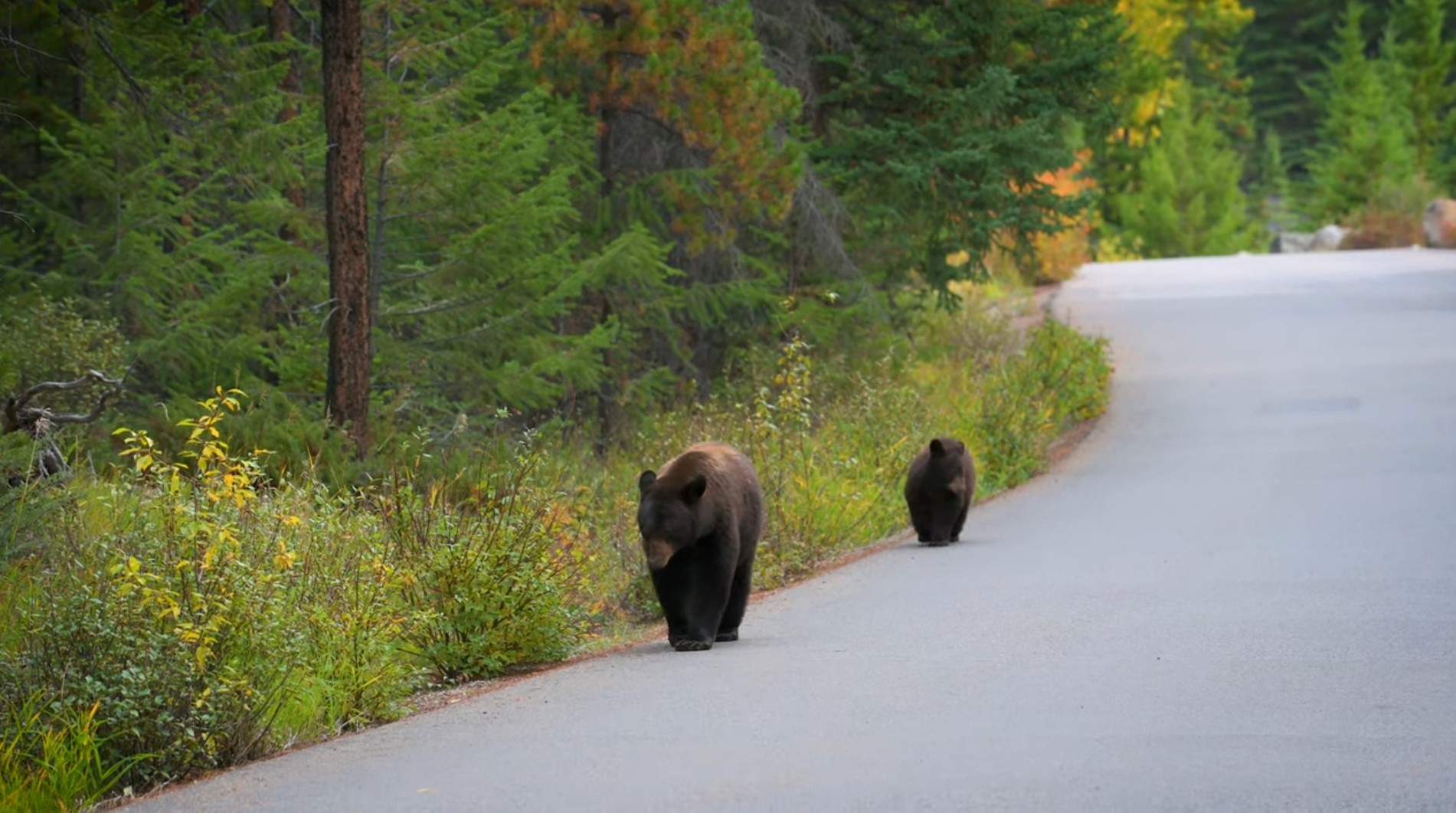 Jasper National Park: Exploring the Majestic Wilderness of Canada's ...